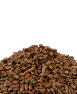 Buy Chasku Seed - Chaksu Seed - Cassia Absus - Attar Ayurveda